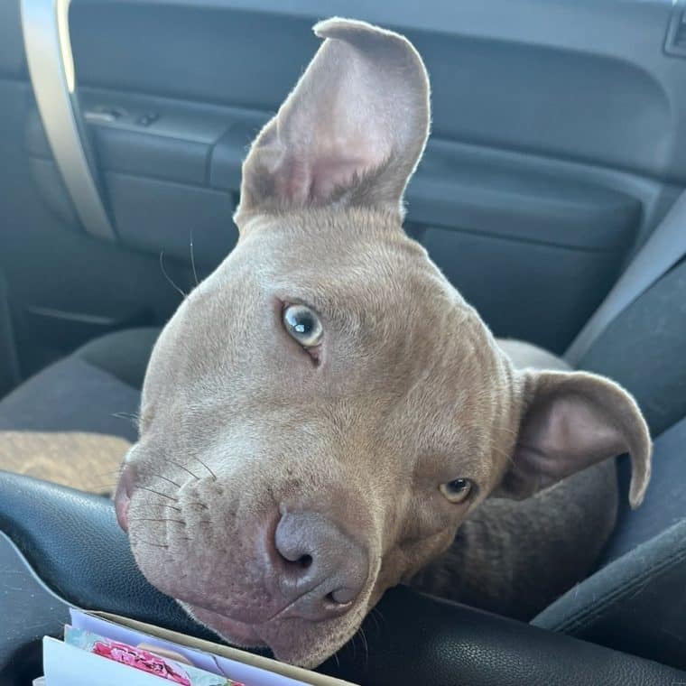 Leadership | Florida Keys SPCA