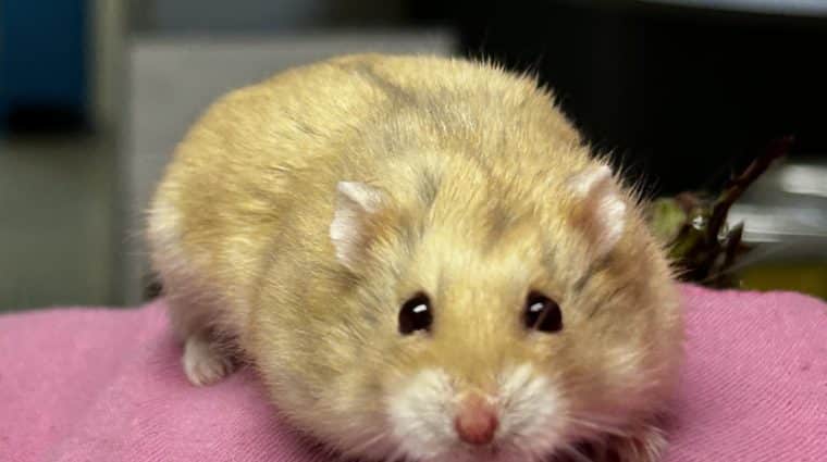 Adopt Small Animals | Florida Keys SPCA