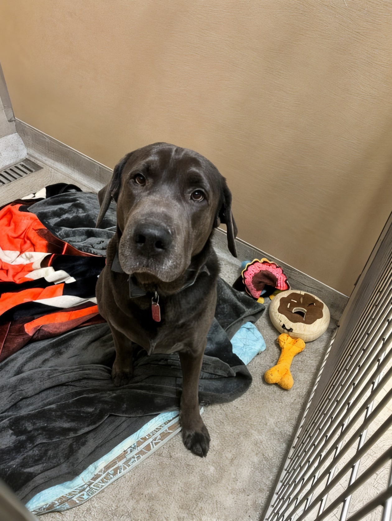 Zeus Dog LE Upscale Magic X4 Strength 43 Similarity 90 | Florida Keys SPCA